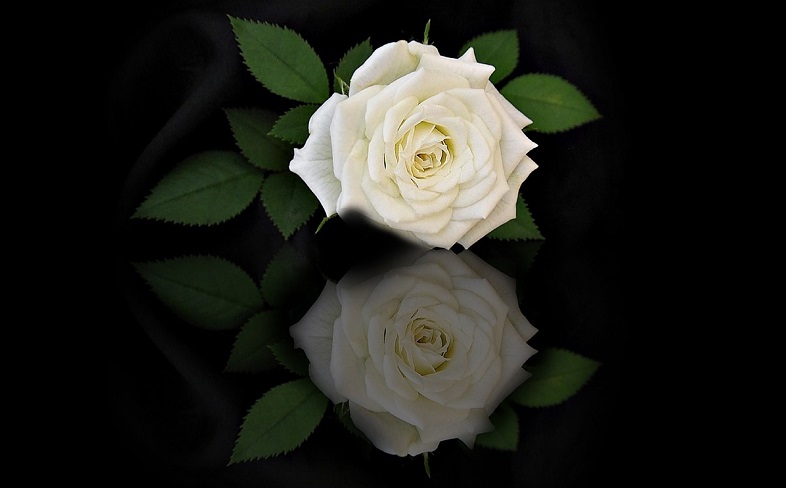 Hansard Global founder and president Leonard Polonsky dies - Investment ...